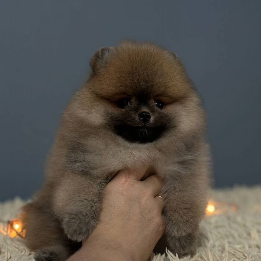 Мишутки шпицы