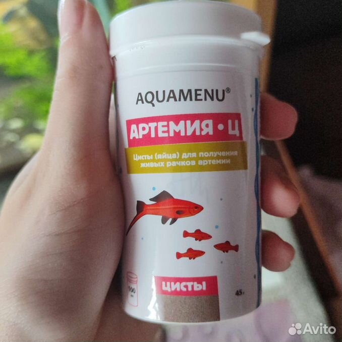 Артемия цисты