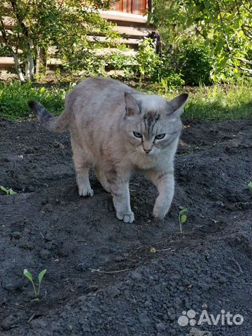 Потерялась кошка от частного дома 4 заречная