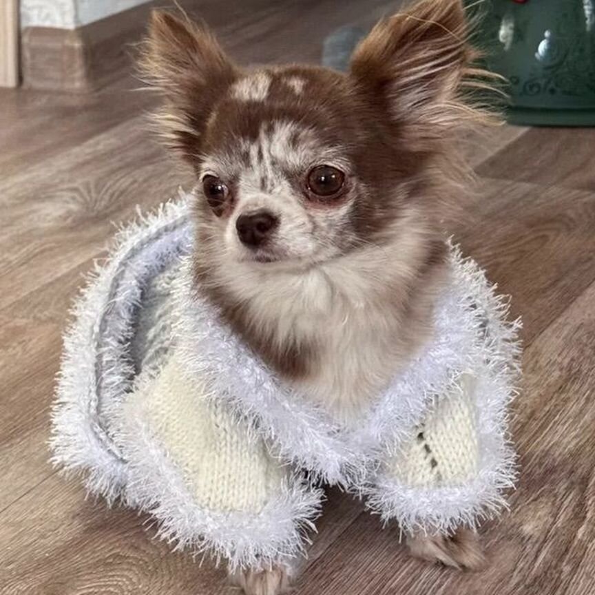 Одежда платье для маленькой собаки