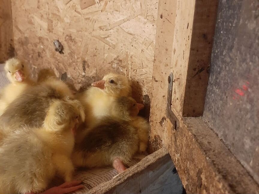 Гусята Линда