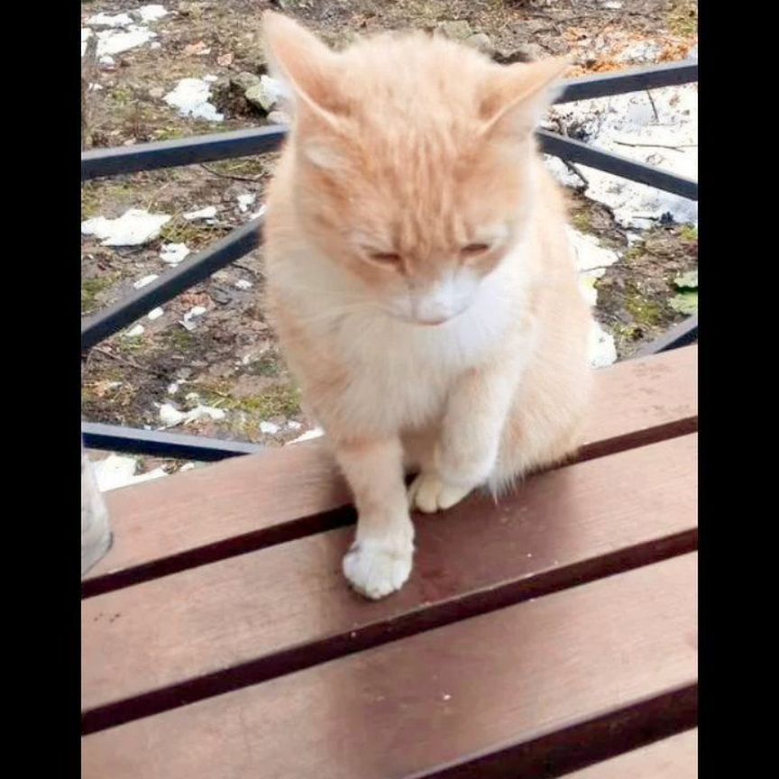 Котик в добрые руки мальчик