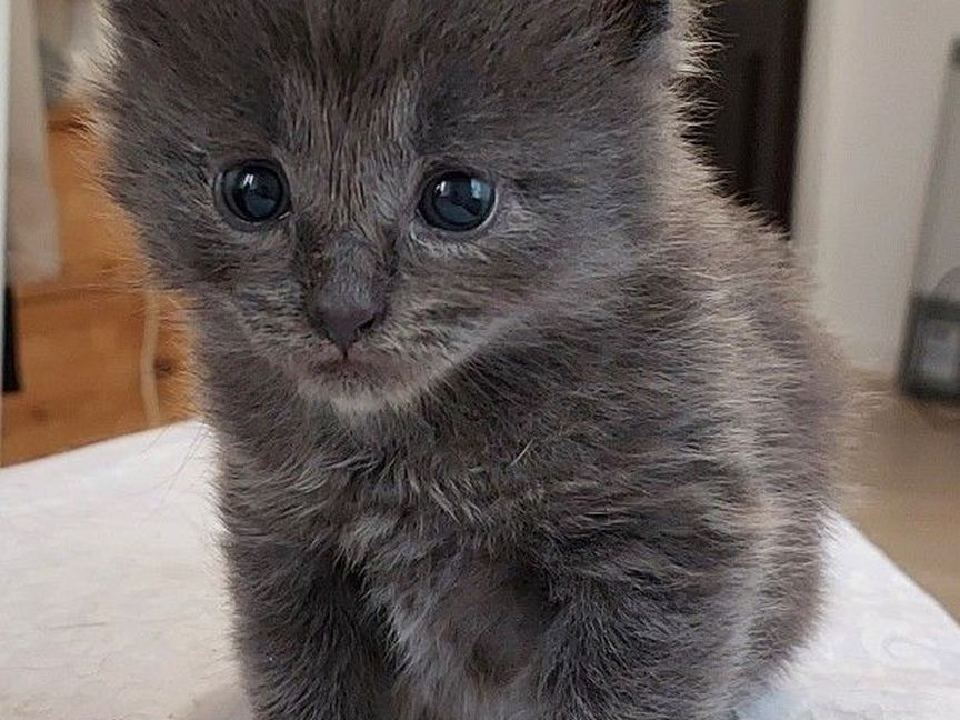 Котенок в добрые руки
