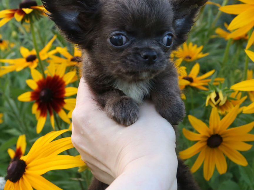 Супер мини мальчик