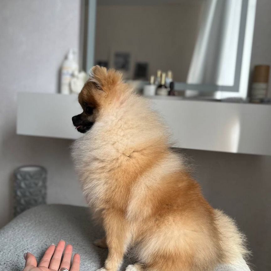 Померанский шпиц