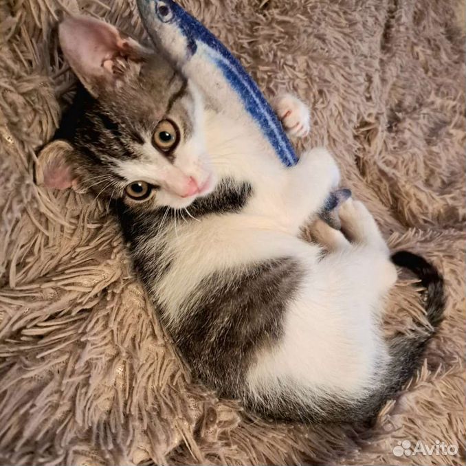 Озорной игривый котёнок ищет себе домик