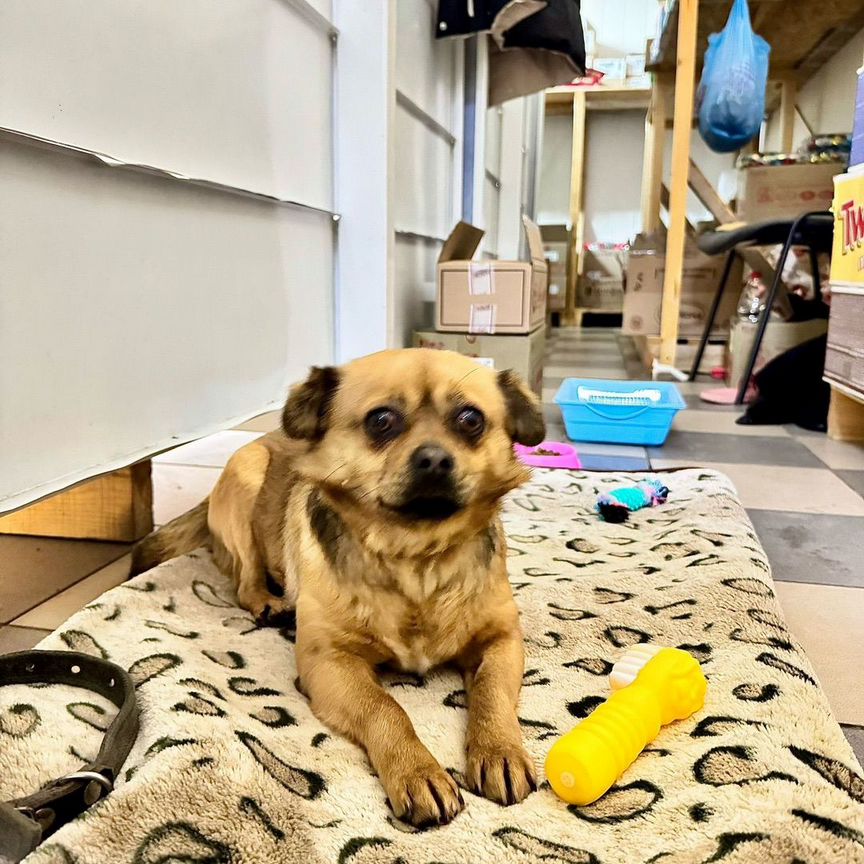 Маленькая собака Джессика в добрые руки