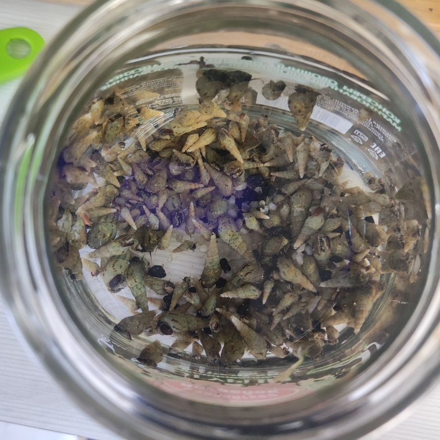 Улитки аквариумные