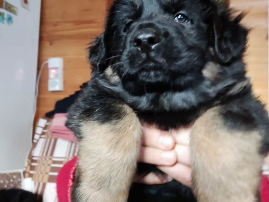 Щенки немецкой овчарки длинношерстные