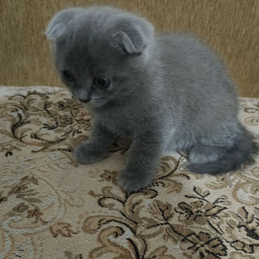 Шотландская вислоухая