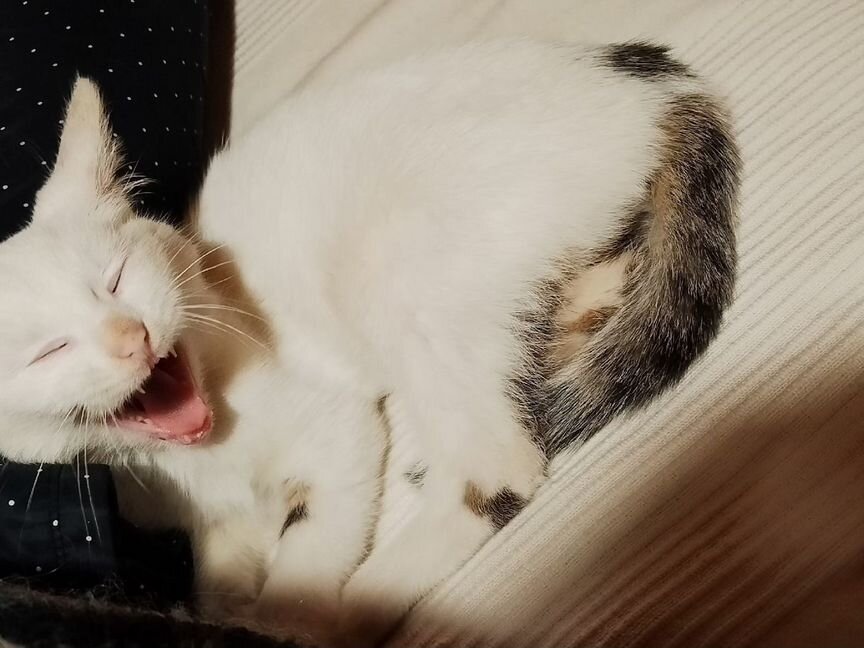 Супер-котенок для супер-человека