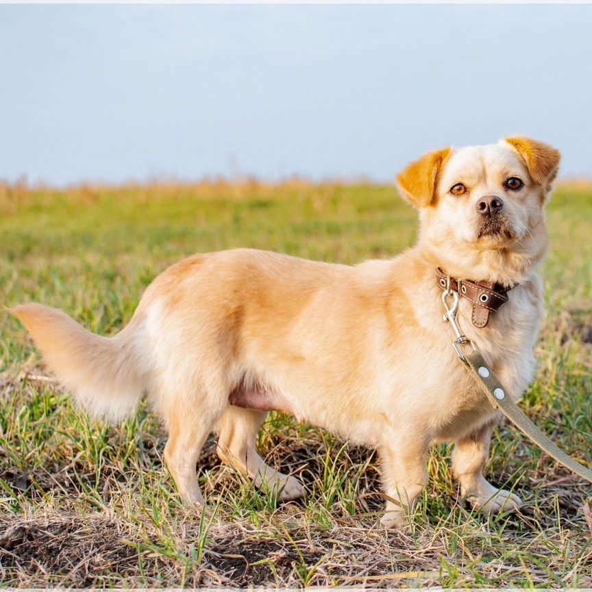 Небольшая собака из приюта в добрые руки бесплатно