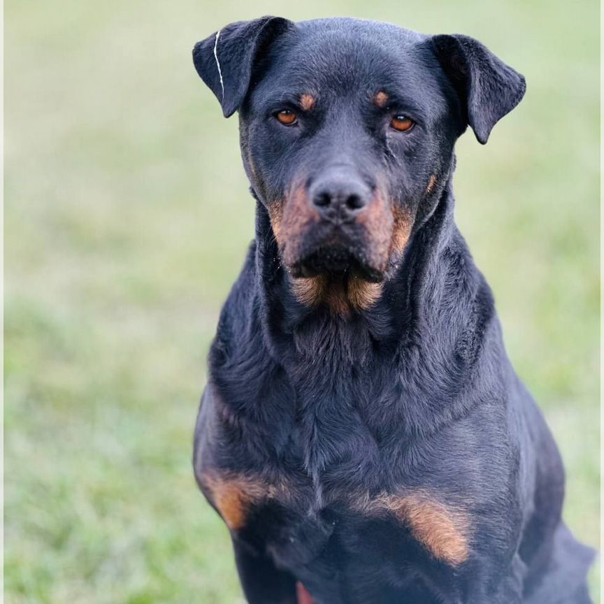 Ротвейлер, взрослая собака