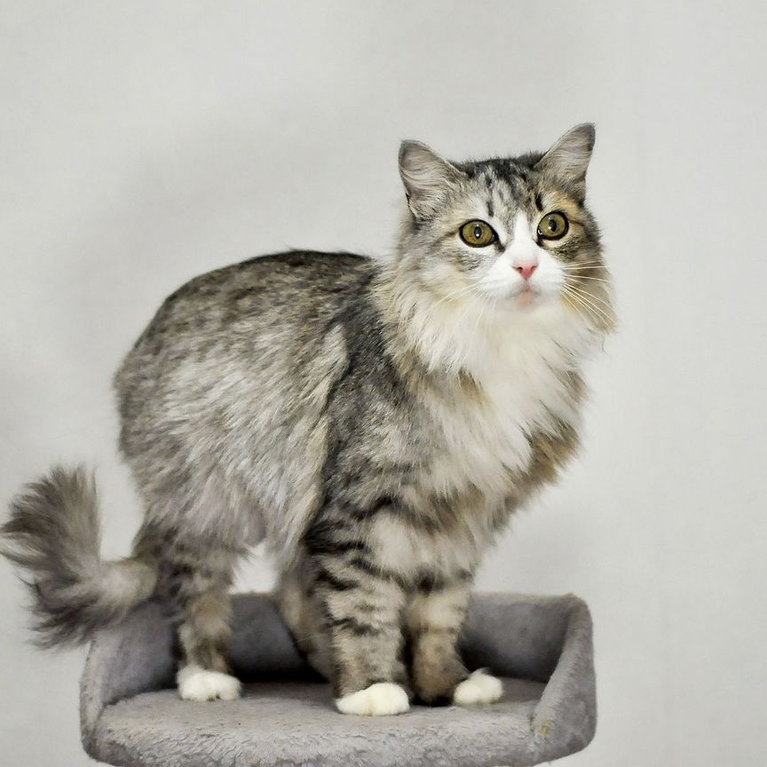 Кошка 2 года пушистая