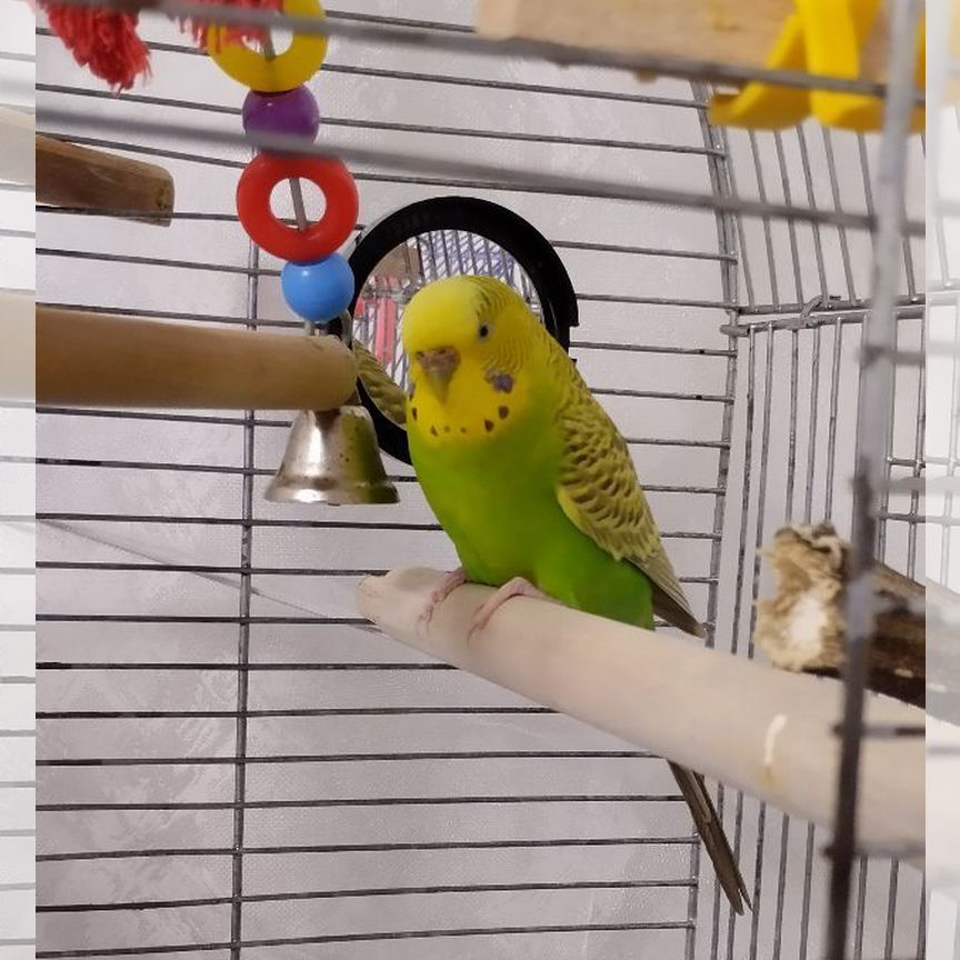 Волнистый попугай