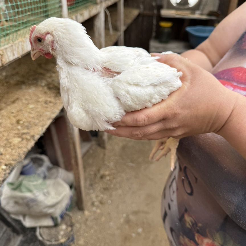 Продам бройлера 1 месяц