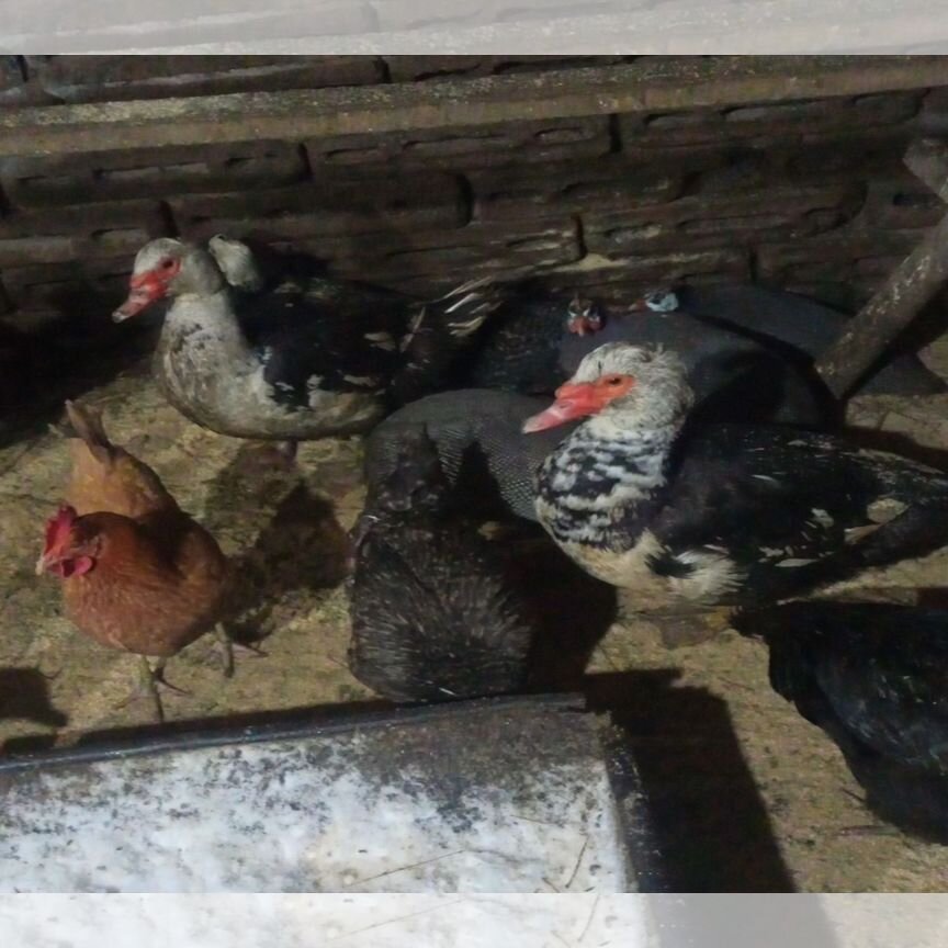 Селизень индоутки