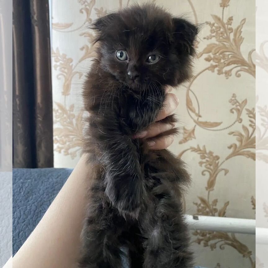 Шотландский вислоухий длинношёрстный котёнок