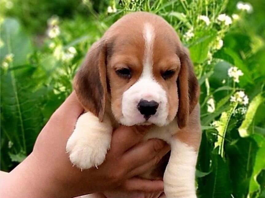 Щенки Бигль