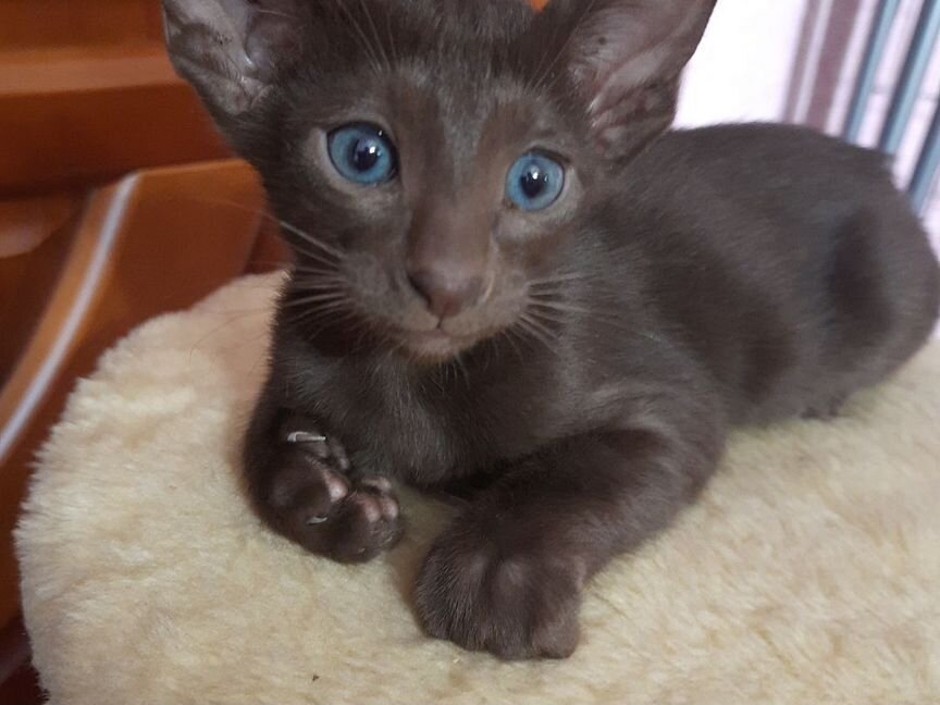 Ориентальные котята