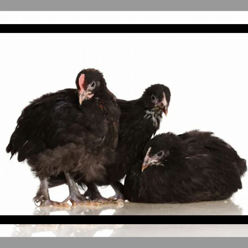 Петушки Маран 1.5 мес