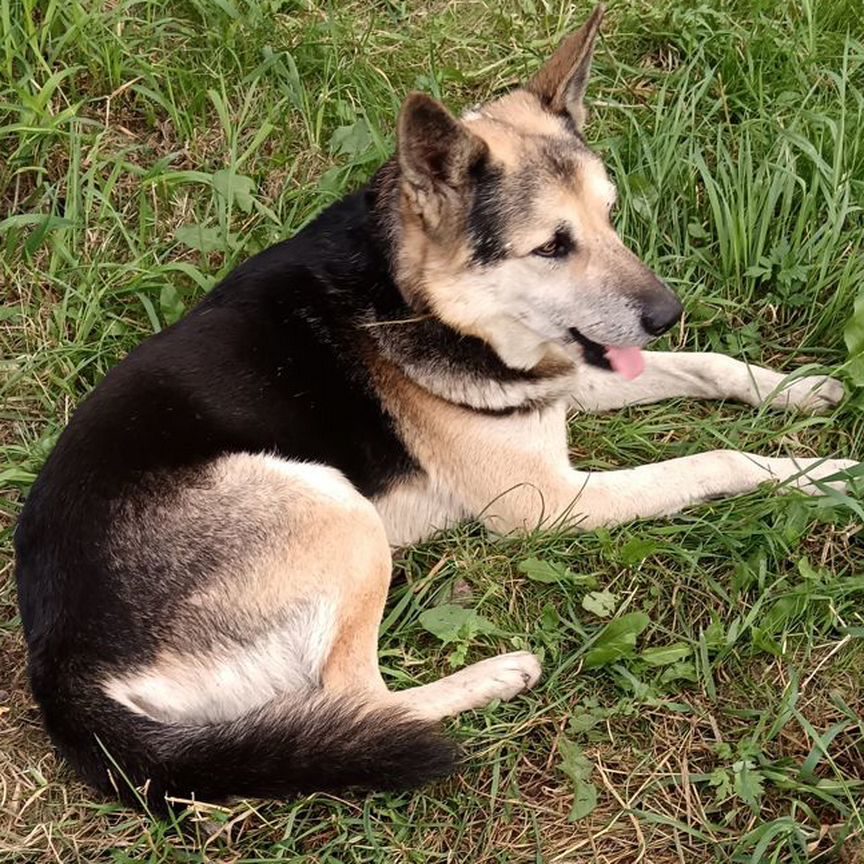 Собака ищет дом