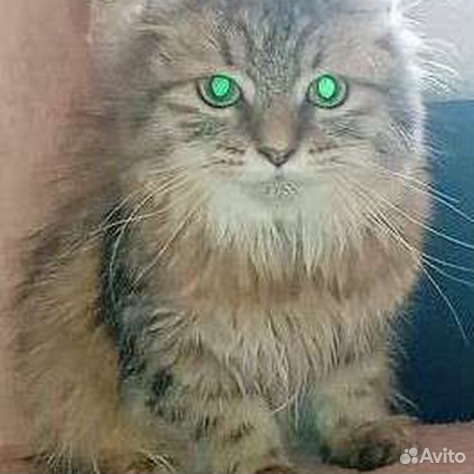 Сибирские породистые котята разных окрасов