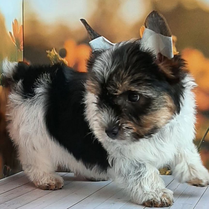 Йоркширский терьер, щенок