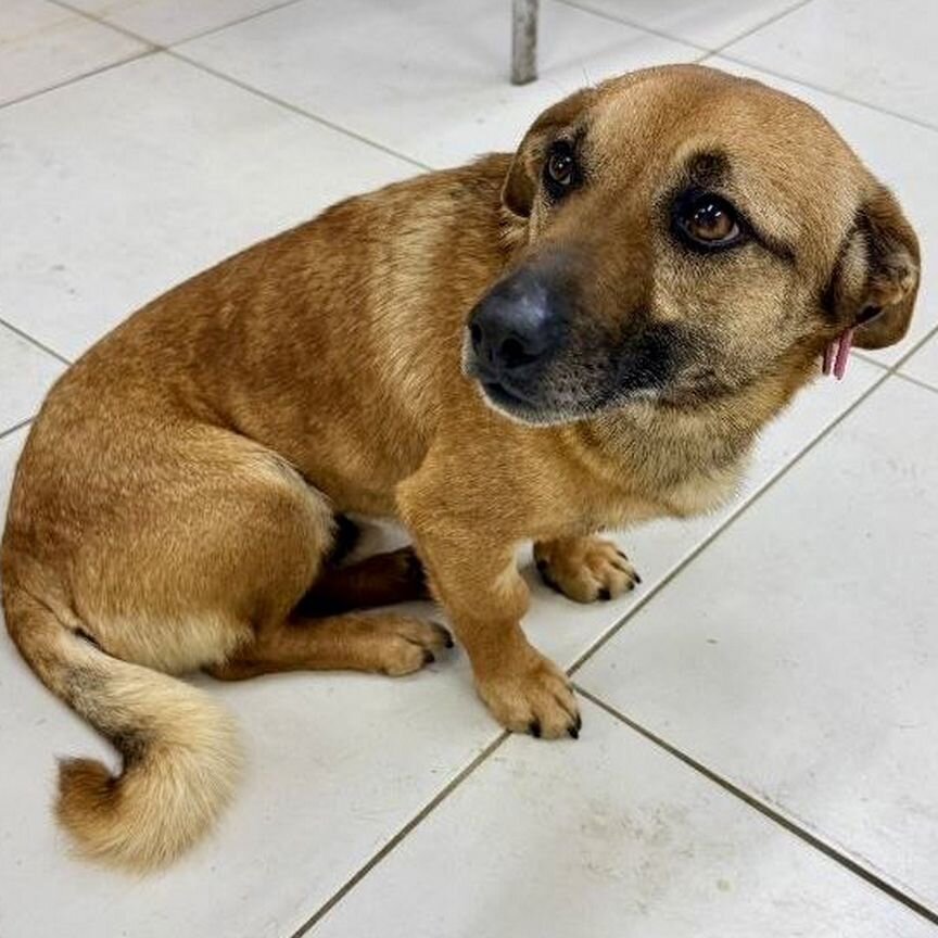 Взрослый пёс в добрые руки