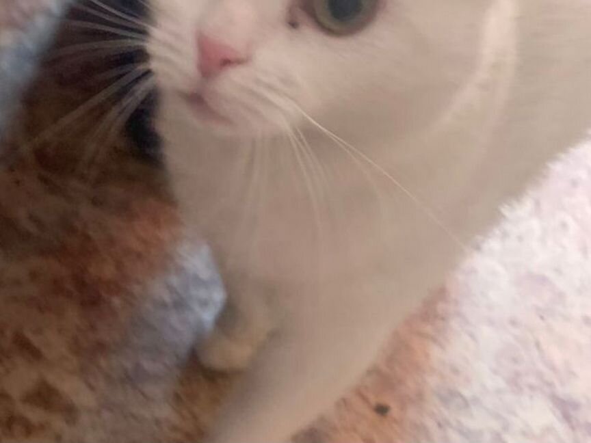 Турецкая ангора белый окрас девочка бросил хозяин