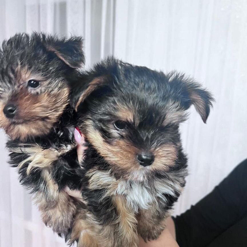 Йоркширский терьер щенки стандарт