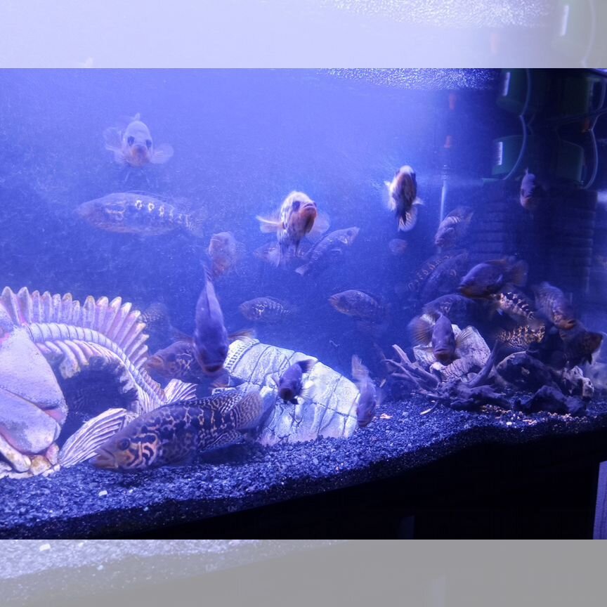 Манагуанская цихлозома