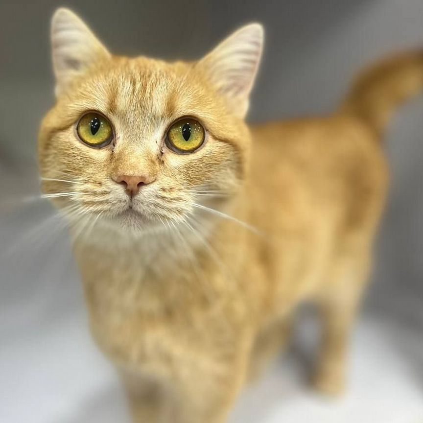 Взрослая, Девочка кошка в добрые руки