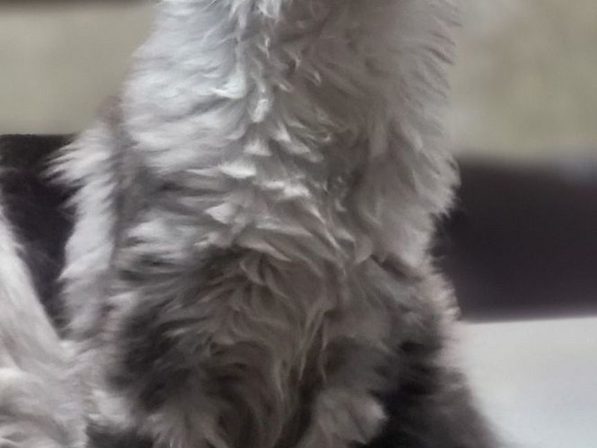 Мейн кун котенок