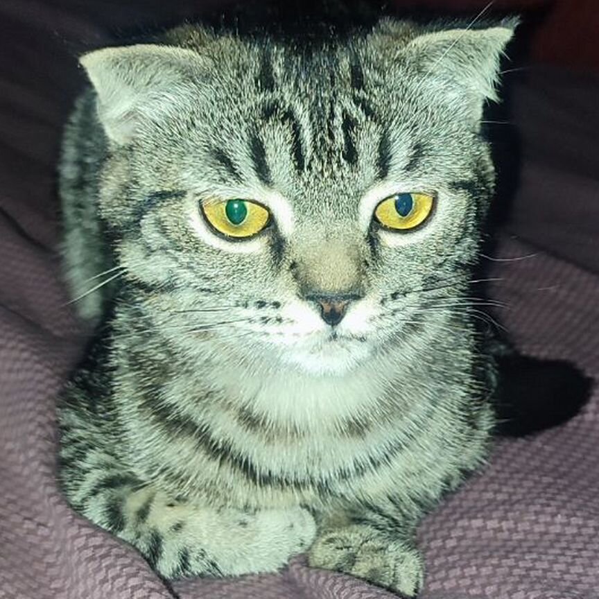 Кошки в добрые руки бесплатно