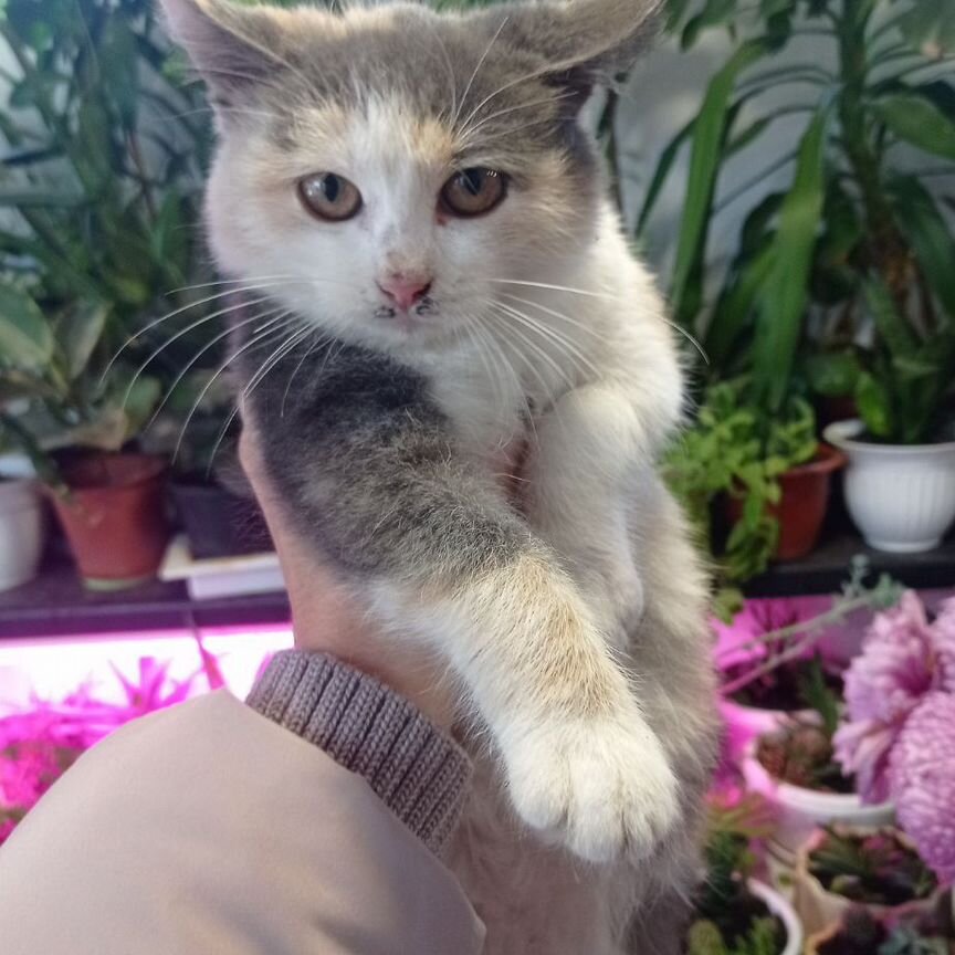 Кошечка ищет дом