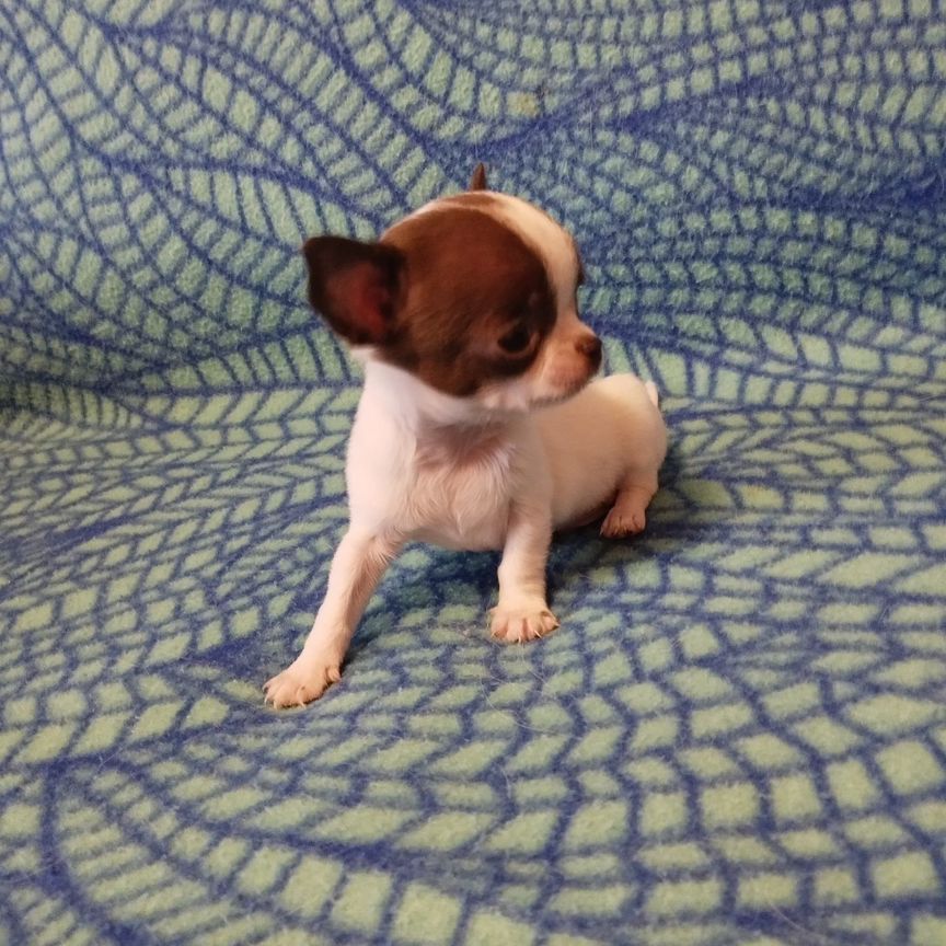 Щенки чихуахуа