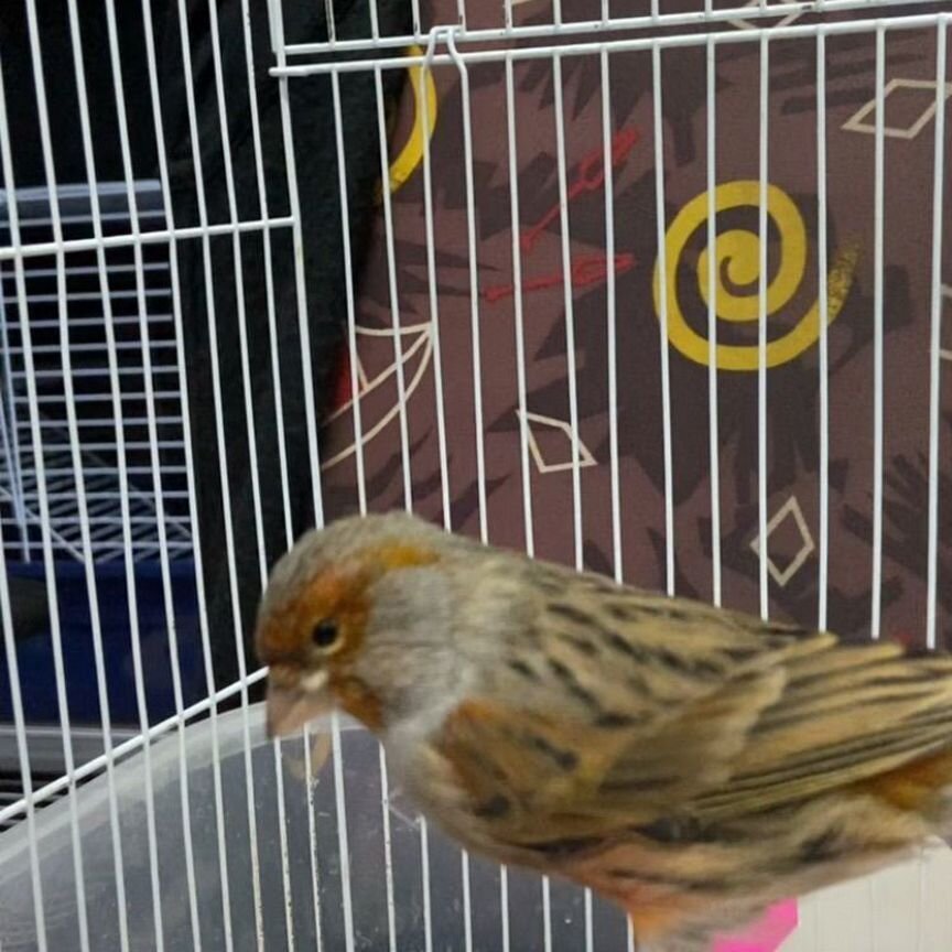 Кенар поющий