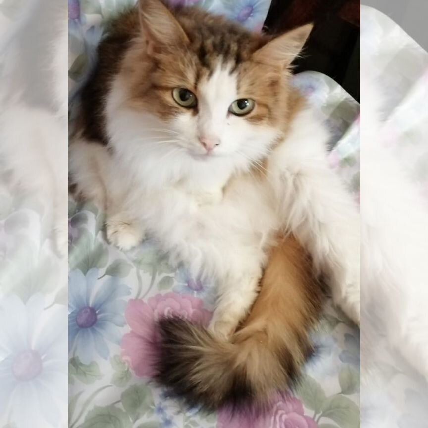 Кошечка 5 лет