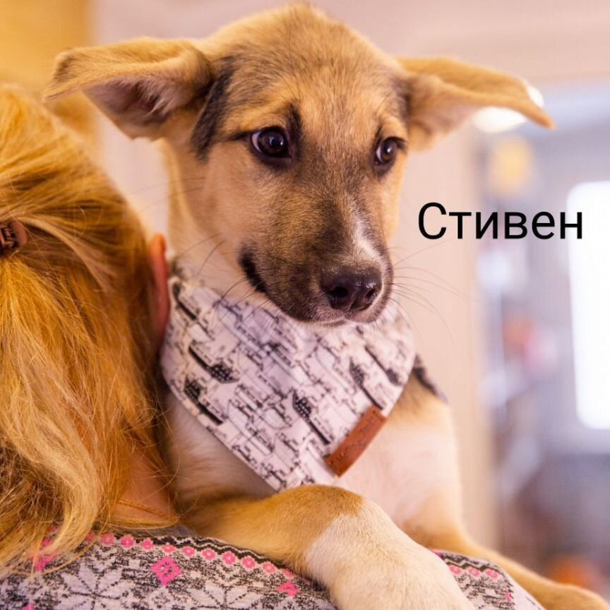 Щенята