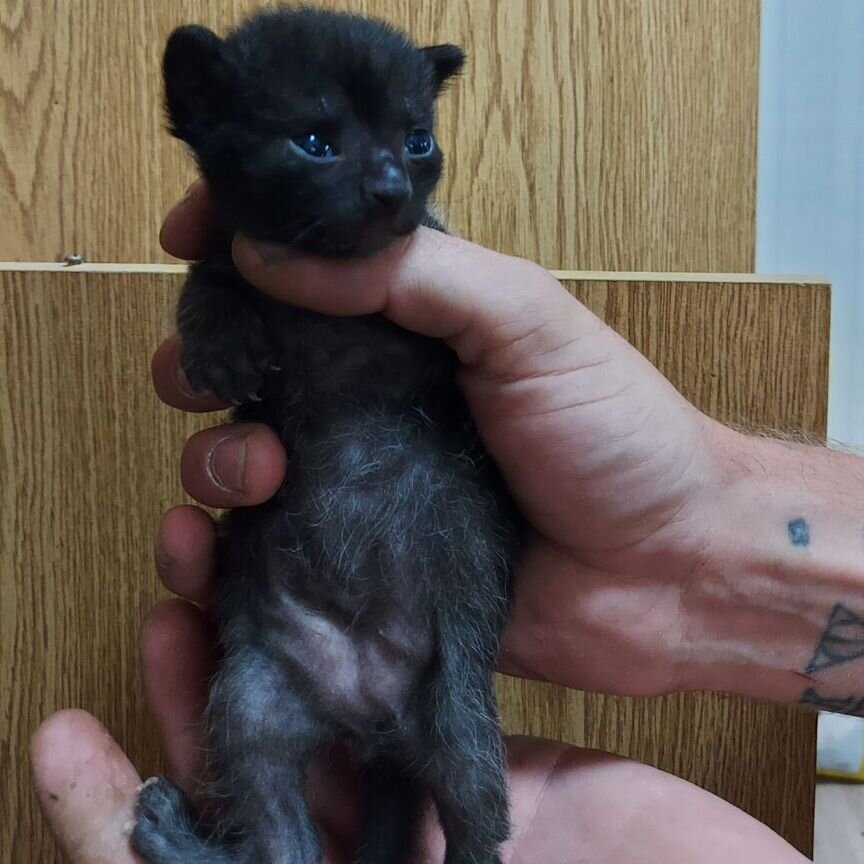 Котята сфинкс браш