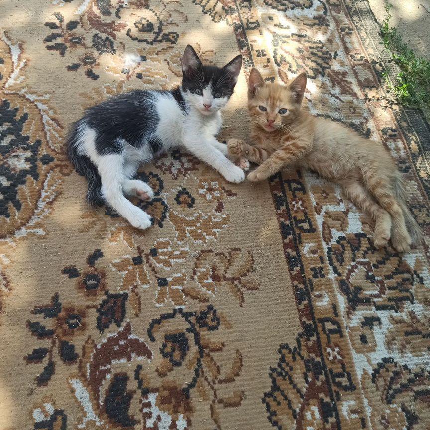 Котята в добрые руки бесплатно