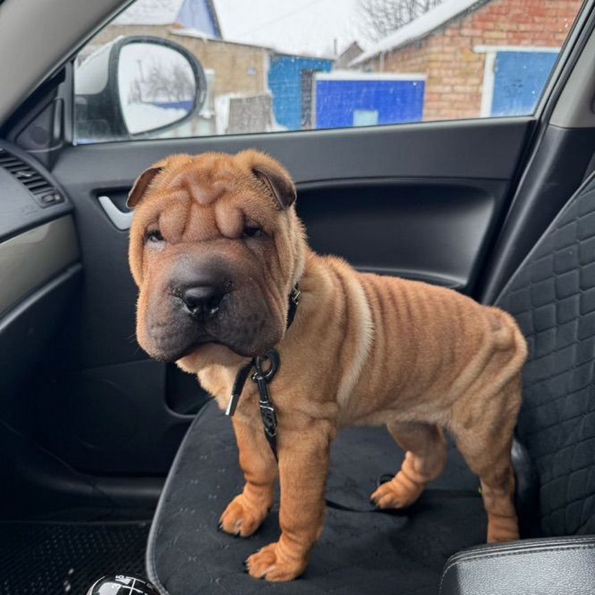 Собаки на продажу