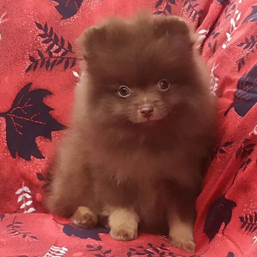 Шоколадные шпицы