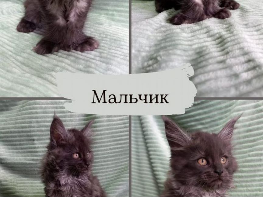 Котята мейн-кун полидакты и классика