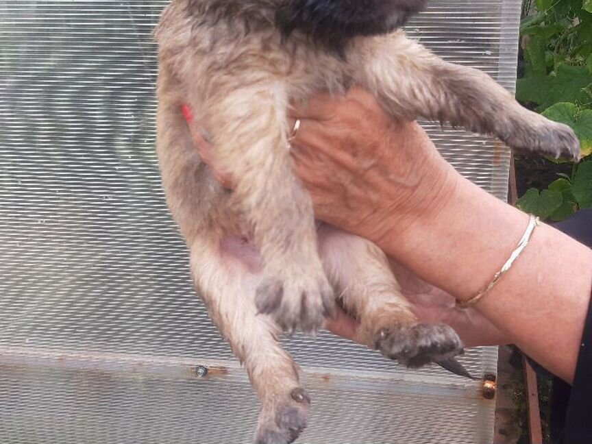 Найден щенок, мальчик, отдадим в хорошие руки