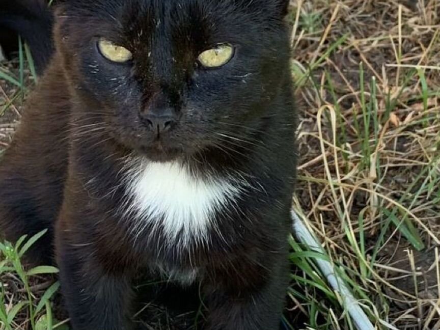 Брутальный котик ищет дом