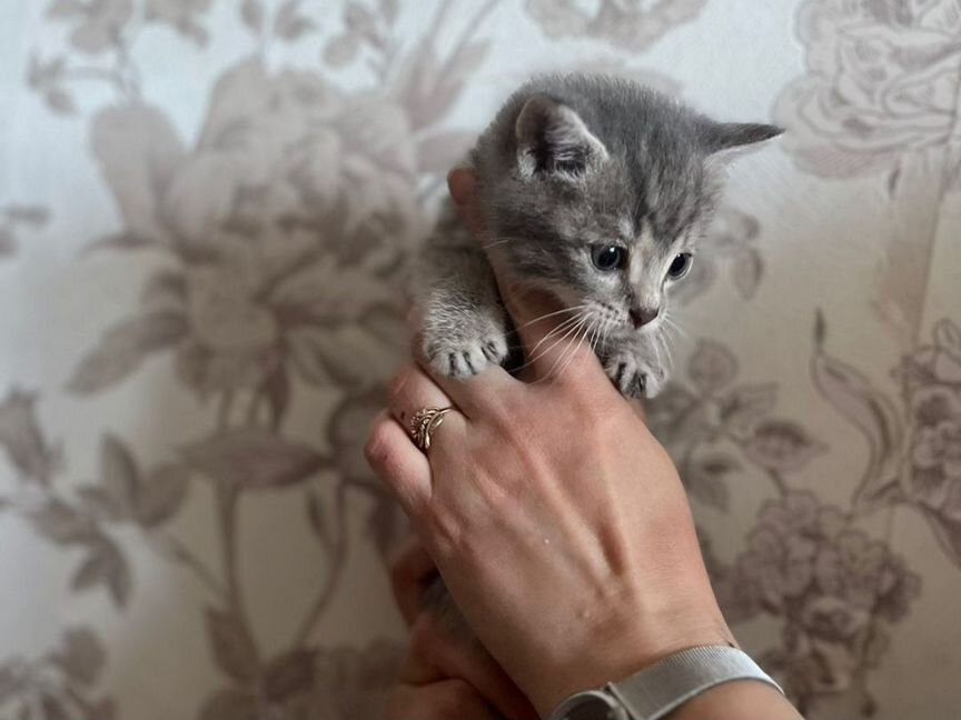 Котенок мальчик ищет дом