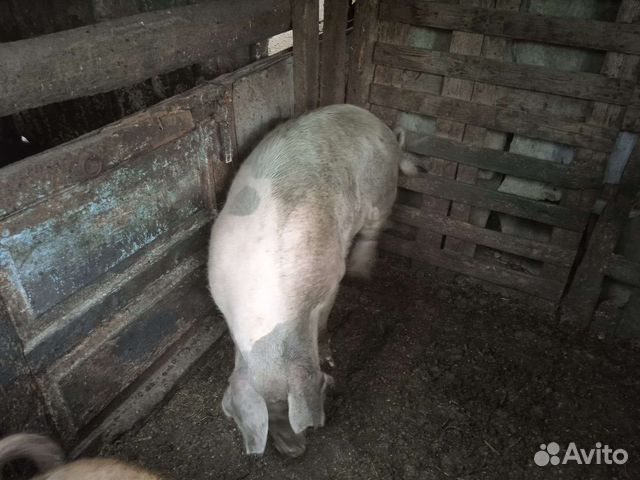 Домашняя свинья