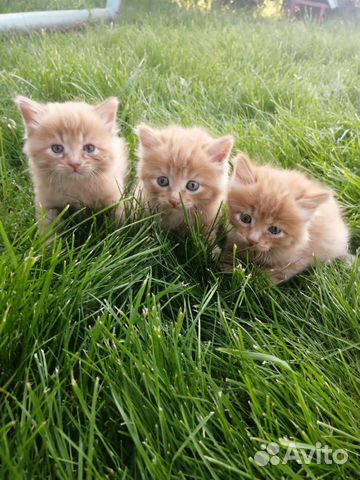 Рыжие бобтейлы